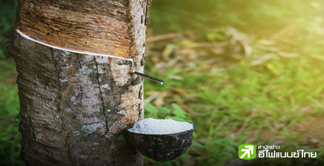 TRUBB-STA-NER กอดคอปรับตัวขึ้นคึกคัก รับราคายางฯ พุ่งต่อเนื่อง